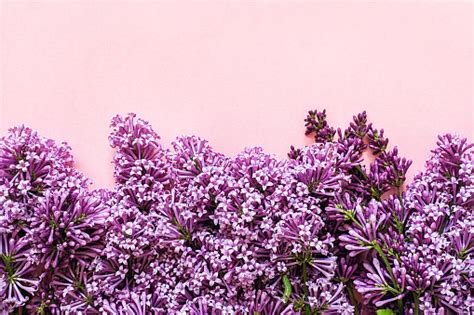 텍스트에 대한 복사 공간과 분홍색 배경에 라일락의 꽃 가지에서 테두리 개념 안녕하세요 봄 디자인 인사말 카드 초대장 엽서 플랫