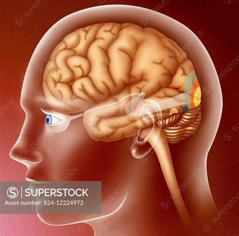 Illustration Of The Brains Visual Cortex And The Path Taken By Visual