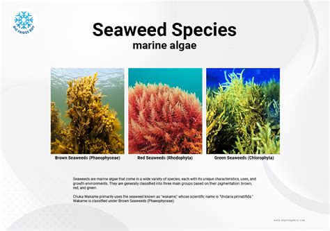 What Kind Of Seaweed Is Used For Seaweed Salad