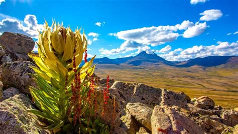 ЗАВХАН Тэнгэрийн цэцэг хэмээгддэг Вансэмбэрүү