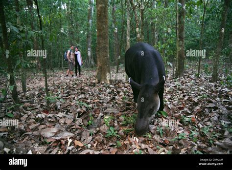 Tourists Watching A Bairds Tapir Tapirus Bairdii Feeding In