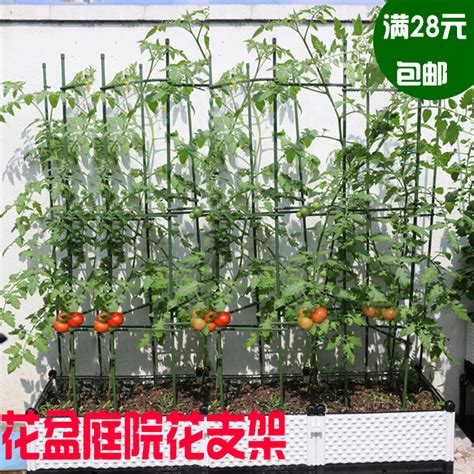 西红柿架子图片大全 西红柿图片大全大图 橘子变西红柿图片大全 第2页 大山谷图库
