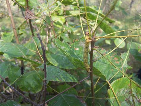 泡桐木橑尺蠖 植保 园林网