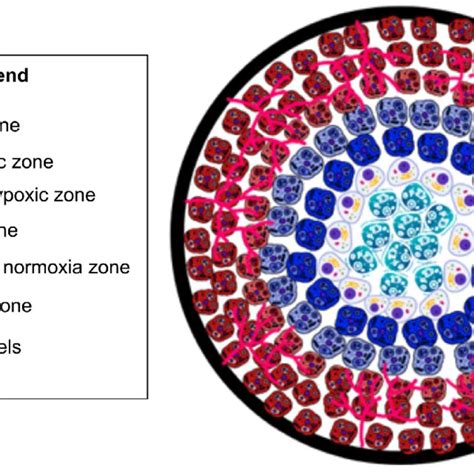 Oxygen And Vasculature Distribution In Tumor Schematic Model Of Oxygen