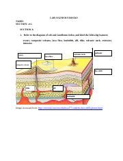 Exploring Igneous Rocks And Their Features Course Hero