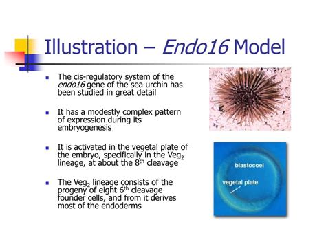 Ppt Modeling Dna Sequence Based Cis Regulatory Gene Networks Powerpoint Presentation Id 6610493