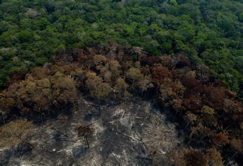 Infectious Tree Diseases Among Major Causes Of Tree Mortality In