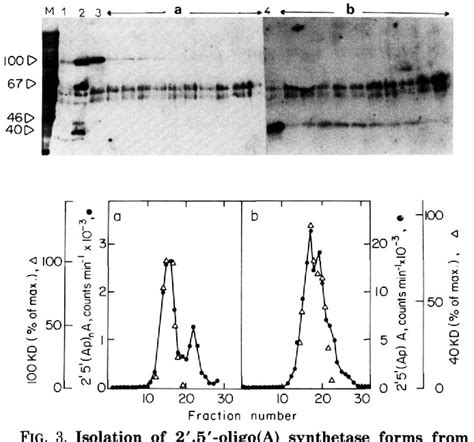 Figure 1 From Four Different Forms Of Interferon Induced 2 5 Oligo A Synthetase Identified By