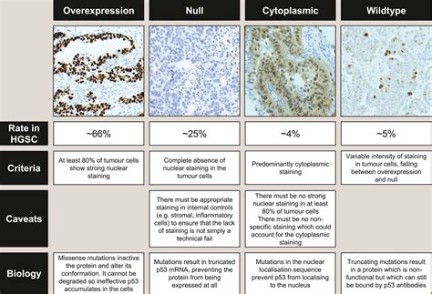 Immunohistochemistry And Molecular Testing In Gynaecological Pathology