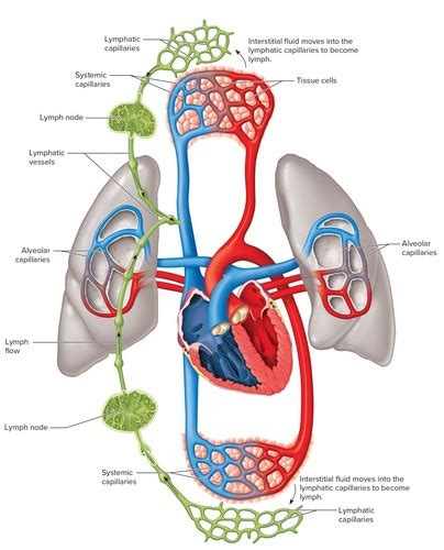 Lymphatic System And Immunity Overview Flashcards Quizlet