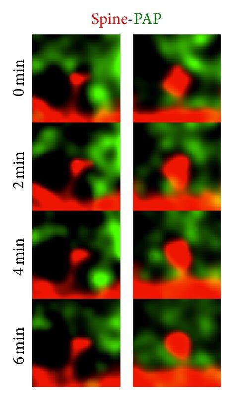 Perisynaptic Astrocytic Processes Paps Are Motile Z Stack Projection Download Scientific