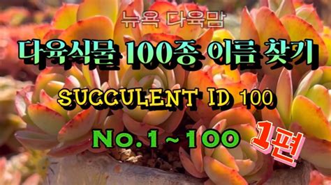 다육식물 100종 이름 찾기100 Succulents Identifications 1편 Youtube
