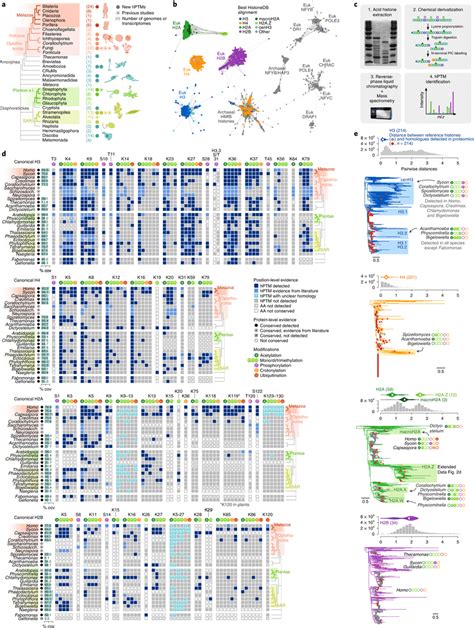 Diversity Of Post Translational Modifications In Eukaryotic Canonical Download Scientific