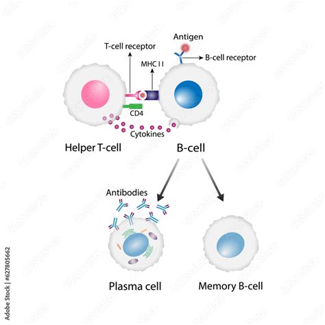 Activation B Cell Leukocytes B Lymphocyte Differentiation Plasma Cell And Memory B Cell B