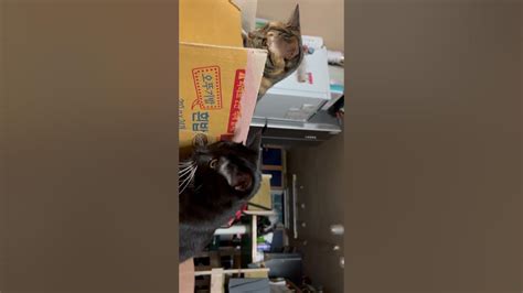 요리조리 Youtube