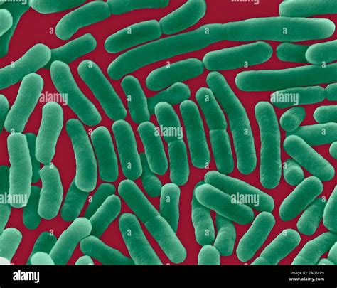Coloured Scanning Electron Micrograph Sem Of Salmonella Typhi Is A Gram Negative Enteric Rod