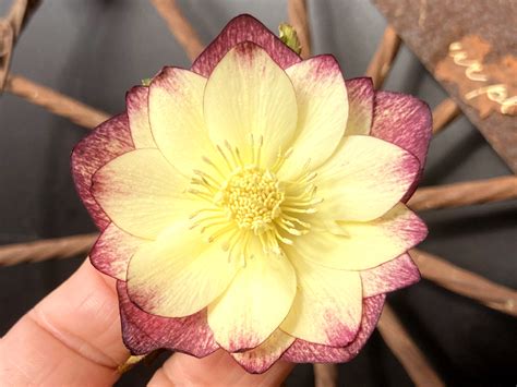 Yahoo オークション 030 Dd 2段咲きグラデーションゴールド 開花株