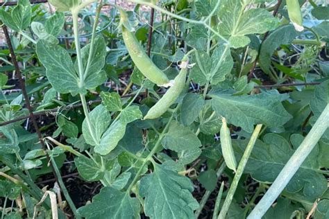 Getting Rid Of Aphids On Okra Things You Should Do Backyard Garden Geek