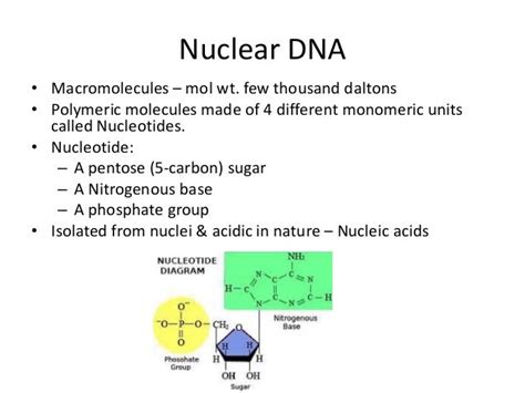Nucleus Morphology Function