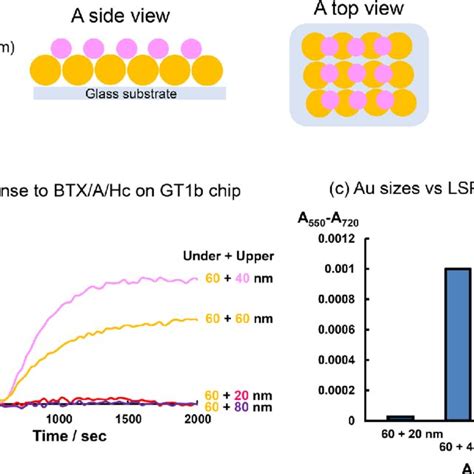 Effect On The Double Layer Of Au Nanoparticles A Illustration Of Download Scientific Diagram
