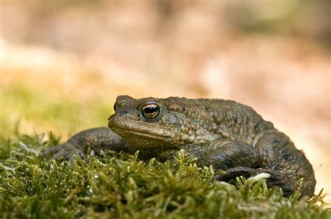 Bufo bufo (Forum für Naturfotografen)