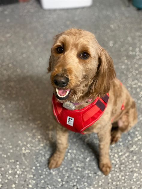 Pet Envy Grooming Studio Columbus Oh