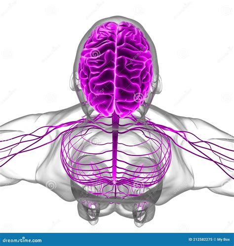 Human Brain Anatomy For Medical Concept 3d Stock Illustration Illustration Of Cerebral Inside