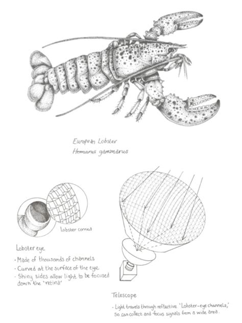 Китай випробував прототип рентгенівського телескопа який перевершить найкращий аналог Nasa ВСВІТІ