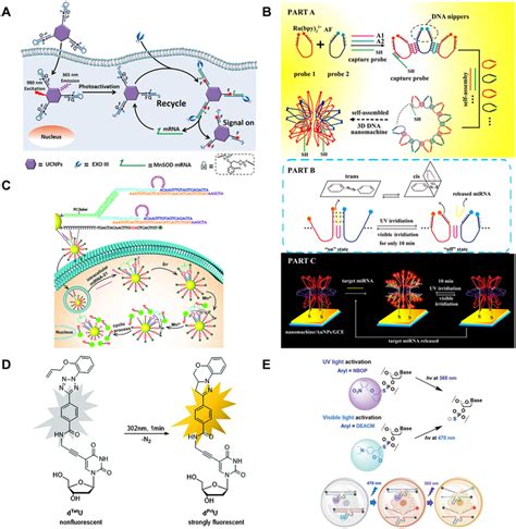 A Schematic Diagram Of Near‐infrared Light‐controlled Cascade Download Scientific Diagram
