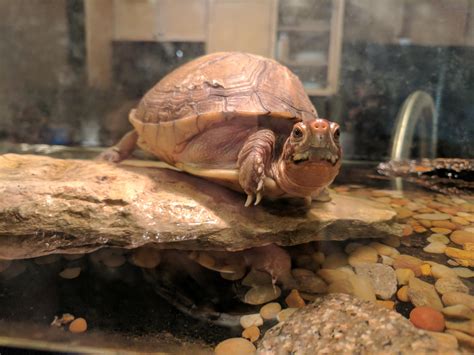 Need Help Identifying This Turtle R Turtles