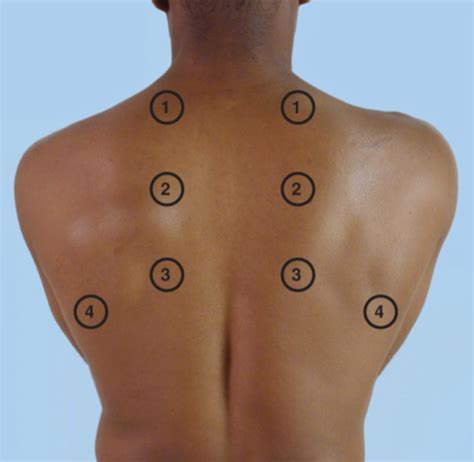 H P Exam 4 Flashcards Quizlet