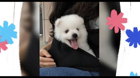 Vlog 1 하랑이 첫 브이로그🐻‍ ️ Youtube