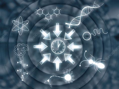 Convergent Evolution Conceptual Illustration Stock Image F0279855