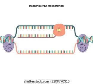 Single Cell Rna Sequencing Images Stock Photos Vectors Shutterstock