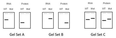 Ls 7a Week 7 Practice Exam Questions Flashcards Quizlet