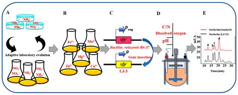 Adaptive Laboratory Evolution Of Bacillus Subtilis 168 For Efficient Production Of Surfactin