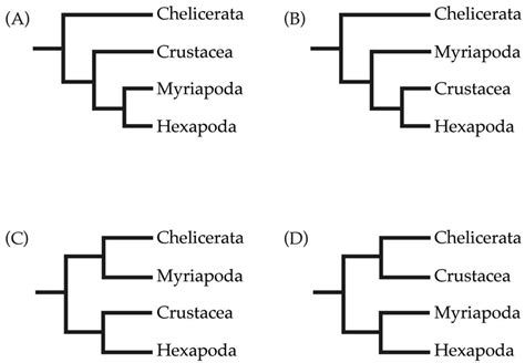 Several Different Relationships Between The Arthropod Subphyla Have Been Download Scientific