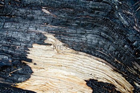 Фотография на тему Обугленное дерево | PressFoto