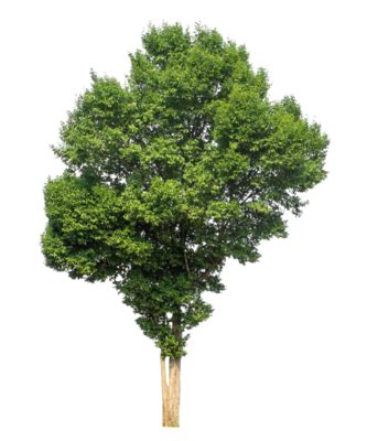 Tree Transparent PNGs For Free Download