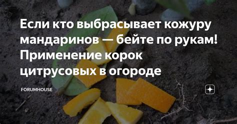 Если кто выбрасывает кожуру мандаринов — бейте по рукам Применение корок цитрусовых в огороде