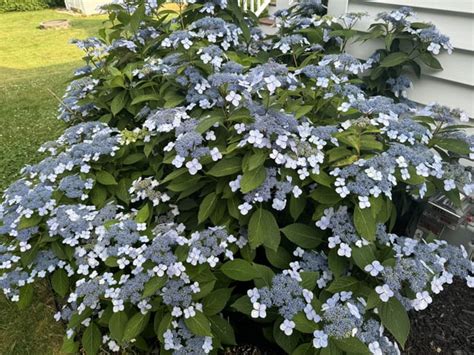 Bought A House With Established Hydrangeas And Could Never Get Them To