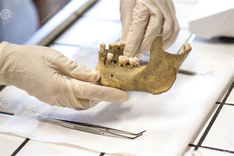 Human Jaw Fossil Tudied By A Scientist Stock Image Image Of Scary Archeology 288184411