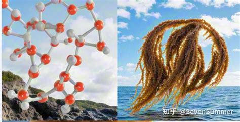 “海洋之智，岁月之光”——岩藻多糖：解锁大脑青春密码，照亮认知未来之路 知乎