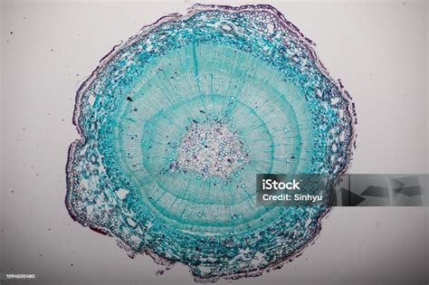 Cross Section Of A Plant Stem Under A Microscope Microscopic Cross