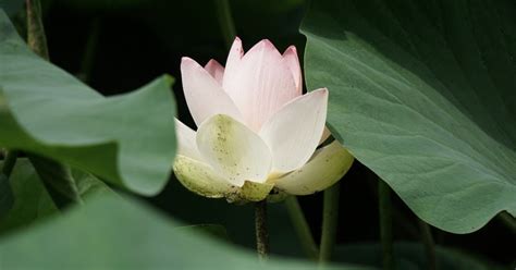 晴遊雨読の日々 蓮の花 Lotus Flower