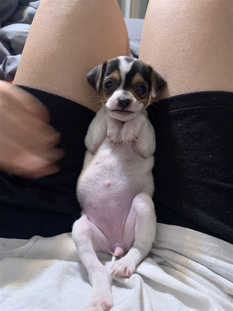Brand New Belly Rpuppybellies