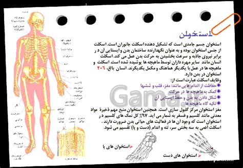 پاروپوینت و روزنامه دیواری علوم تجربی هشتم دستگاه حرکتی بدن انسان