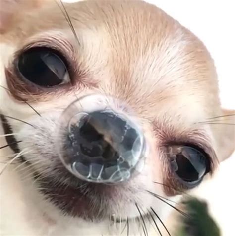 치와와 짤 지식in