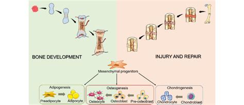 Mps Are Essential To Skeletal Development And Repair Download