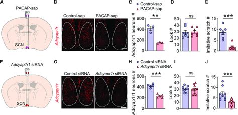 Pacap Mediated Cib Through The Pac1 Receptor In Scn Grp Neurons Download Scientific Diagram